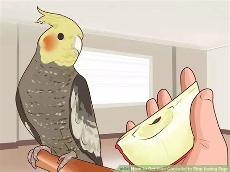 How To Get Your Cockatiel To Stop Laying Eggs 11 Steps Cockatiel