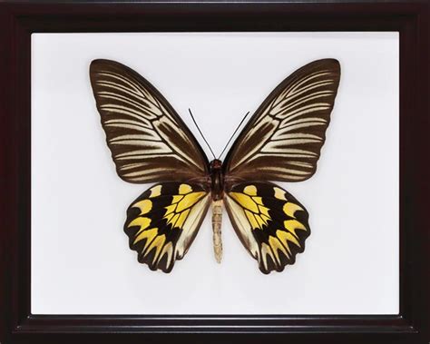 標本 コウトウキシタアゲハ Troides magellanus