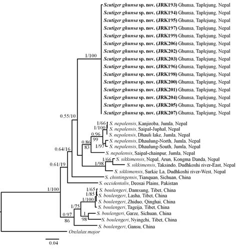 Bayesian Inference Bi Tree Based On Concatenated Dna Sequences Of