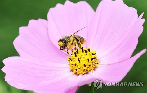 꽃가루 가득 묻힌 꿀벌 연합뉴스