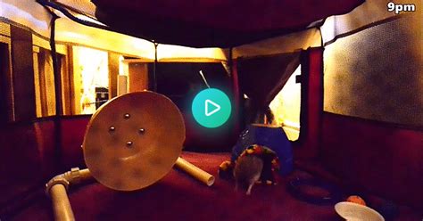 Hedgehog Playpen Timelapse Album On Imgur