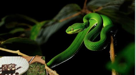 Vyper And Brownie Contract Development On Evm Chains By Etc