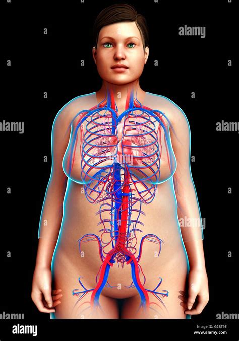 Female Circulatory System Illustration Stock Photo Alamy