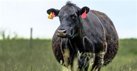 Using Cidrs For Estrus Synchronization In Cattle