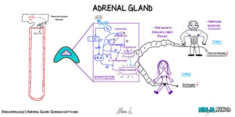 Adrenal Gland Gonadocorticoids R Pdf