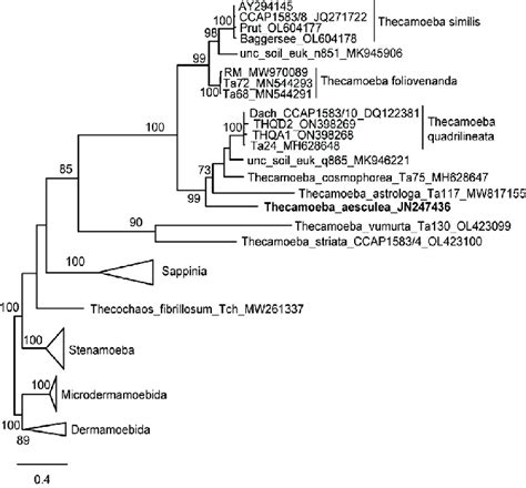 maximum likelihood 18s rdna tree 1000 replicates of thecamoeba and