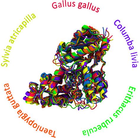 Cryptochrome Structure And Dynamics Quantbiolab