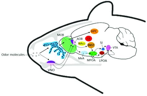 Schematic Representation Of Transmission Of Olfactory Information Via Download Scientific