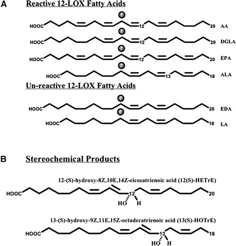 Figure 1 From Investigations Of Human Platelet Type 12 Lipoxygenase Role Of Lipoxygenase