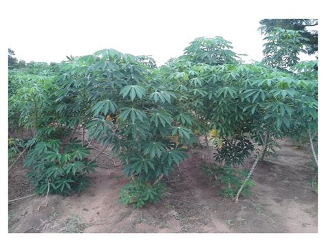 Cassava Morphological Characteristics And Trait Evaluation At Different Breeding Stages Ppt