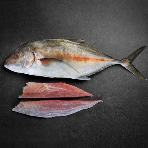 Whitsunday Wild Trevally FISHI