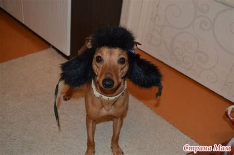 Шапка для собаки с козырьком выкройка Гардероб для наших любимых питомцев собак кошек