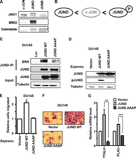 Jund Interaction With Erk Is Required To Promote Cell Migration A Download Scientific