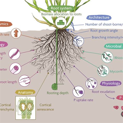 root system traits enhancing p use efficiency root traits were