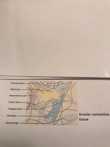 Unit Test 2 Chapter 4 Flashcards Quizlet