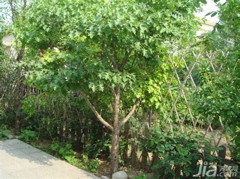 别墅门前种什么树 门前最旺风水的树 院中有五树子一直富 大山谷图库
