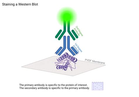 Anitbody Staining For Western Blots BioRender Science Templates