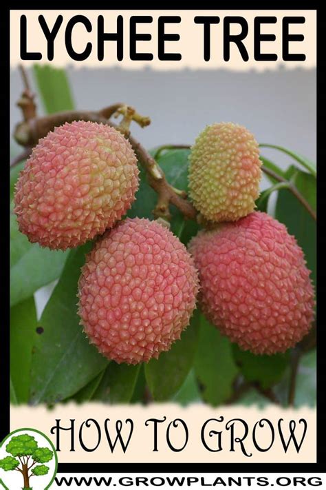Lychee Tree How To Grow Care