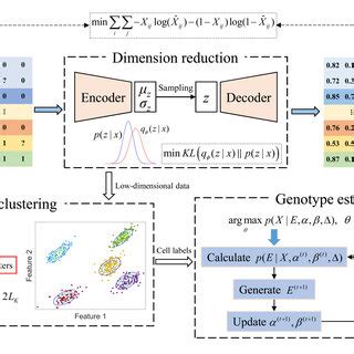 PDF BmVAE A Variational Autoencoder Method For Clustering Single