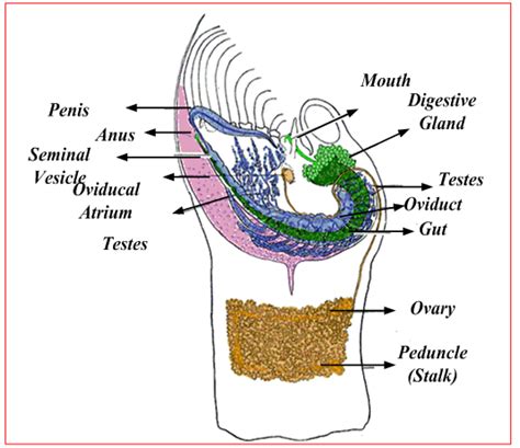 a new optimization algorithm inspired from the mating behavior of barnacles barnacles mating