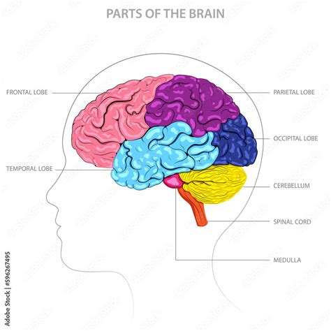 The Brain Has Several Key Parts Including The Cerebrum Cerebellum Brainstem And Limbic System
