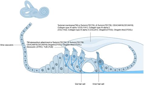 Frontiers Tectorial Membrane Structure Function And Its Implications For Hearing Loss