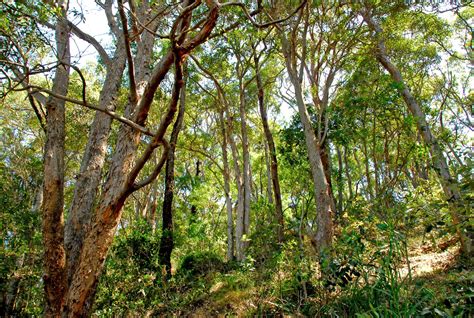 Nsw Biodiversity Offsets Scheme Ecosure Environmental Consultancy