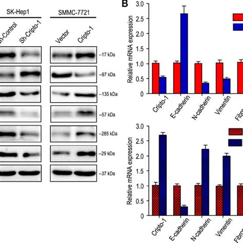 Cripto-1 expression was correlated with the expression of... | Download ...