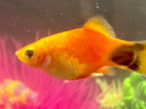 When Will My Fish Give Birth Fish Breeding Aquarium Co Op Forum