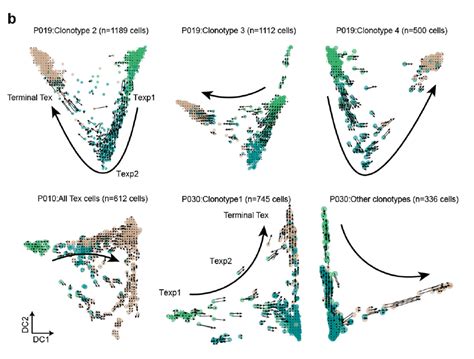 单细胞数据如何实现diffmap聚类和拟时序分析？ 知乎