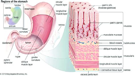 Figure 1 From Hybrid Deep Learning Model For Endoscopic Lesion