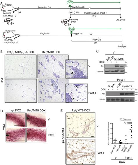 Continuous Ret Expression During Post Lactation Transition Enhances