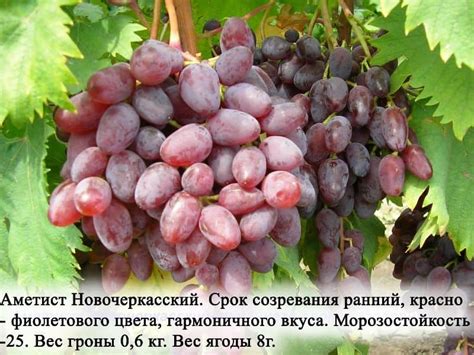 Виноград аметистовый: описание сорта, особенности, фото