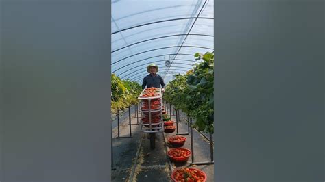 딸기 하우스 딸기 농부 수확의 일상 Youtube
