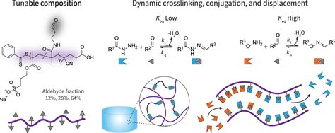 Well Defined Synthetic Copolymers With Pendant Aldehydes Form Biocompatible Strain Stiffening