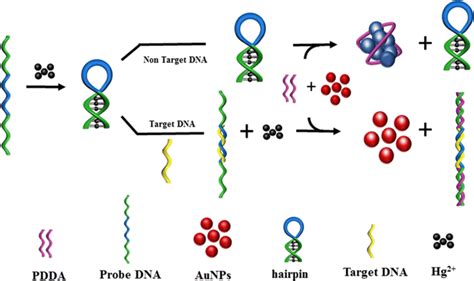 Schematic Description Of The Colorimetric Analysis Of Dna Based On