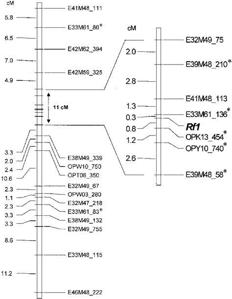 Linkage Map Of The Restorer Gene Rf1 In Sunflower Rapd And Aflp