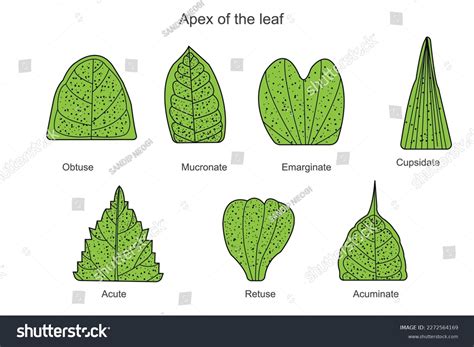 Leaf Apexa Protruding Part Leaf Where Stock Vector Royalty Free 2272564169 Shutterstock