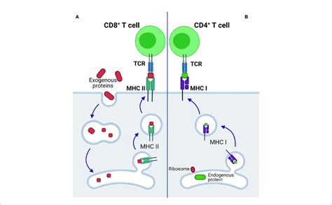 Antigen Presentation By Mhci And Mhcii Complexes A Presentation Of Download Scientific
