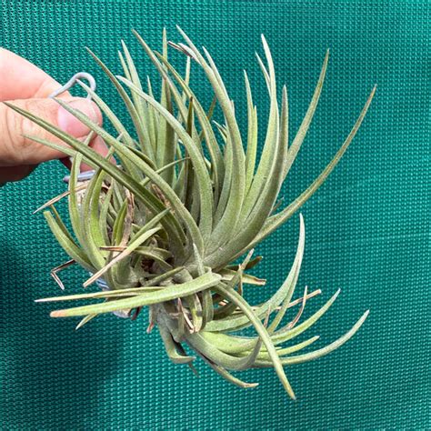 Tillandsia Ruby Lea Ex Nr New Air Plant Decor