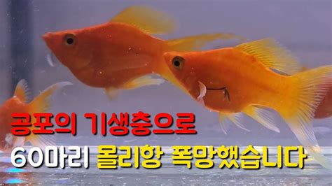 작은 열대어에서 발견된 공포의 기생충 닻벌레 결국 폭망[아쿠아푸름] 고정구피 열대어 소드테일 금붕어 난주 오란다 몰리 광주수족관 Youtube