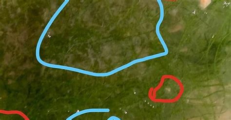 Worms And Algae In Java Moss Album On Imgur