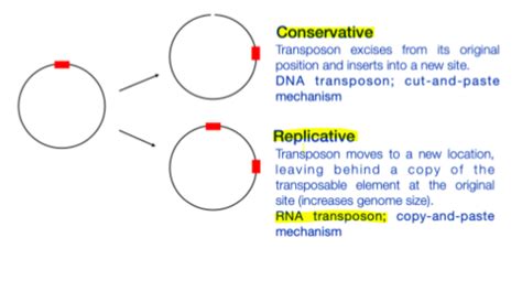 Genetic Variation Flashcards Quizlet