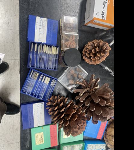 Lab Final Flashcards Quizlet Lab Final Flashcards Quizlet