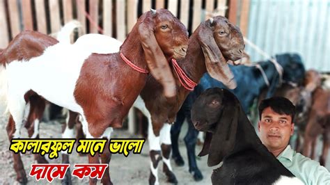 কালারফুল মানে ভালো দামে কম। আবু সাঈদ ভাইয়ের ছাগল Goatfarming Natore Bangladesh ক্রস ছাগল Youtube