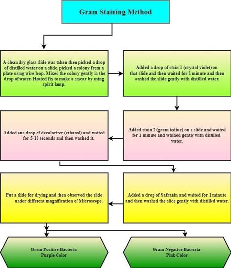 Flow Chart Methodology For Gram Staining Method Download Scientific