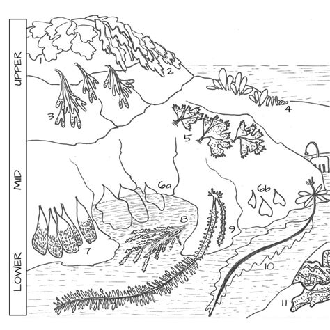 Intertidal Zone Map · Backcountry Press