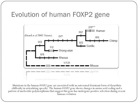Bio263 Lecture 2 Becoming Human