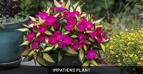 Impatiens Plant Safe For Dogs And Cats Outdoor And Pet Friendly Treeier