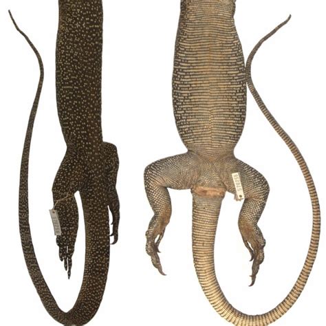 Mature Varanus Tsukamotoi On Guam Photo By Peter Xiong Download